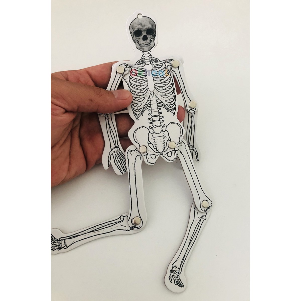 İskelet Sistemi Keçe Pano