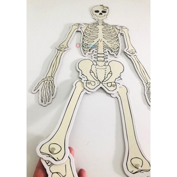 İskelet Sistemi Keçe Pano